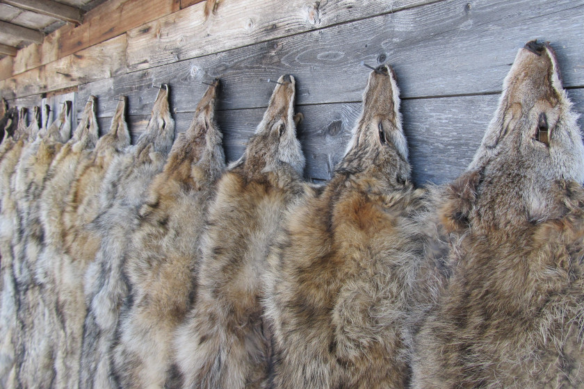 5 Predator Trapping Tips That Catch More Coyotes