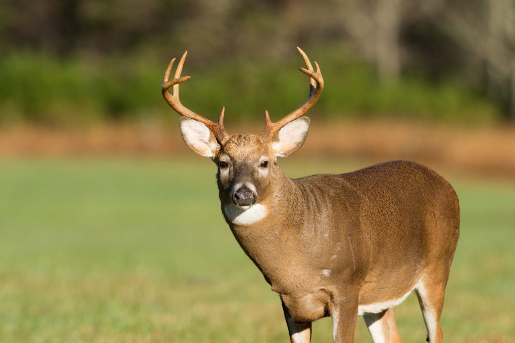 Father Sets Up Daughter to Harvest Buck of a Lifetime - Wide Open Spaces
