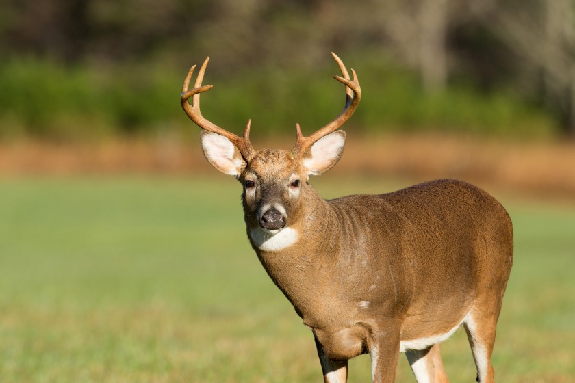 Father Sets Up Daughter to Harvest Buck of a Lifetime - Wide Open Spaces