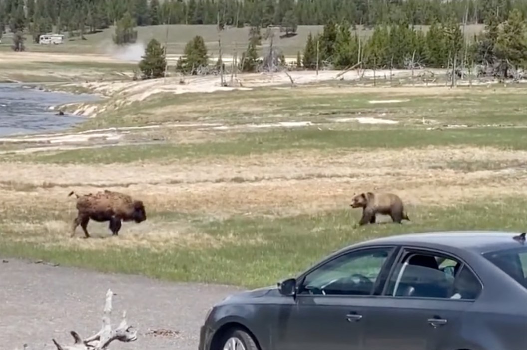 Grizzly Bear Attacks, Kills Bison in Yellowstone as Visitor Rolls ...