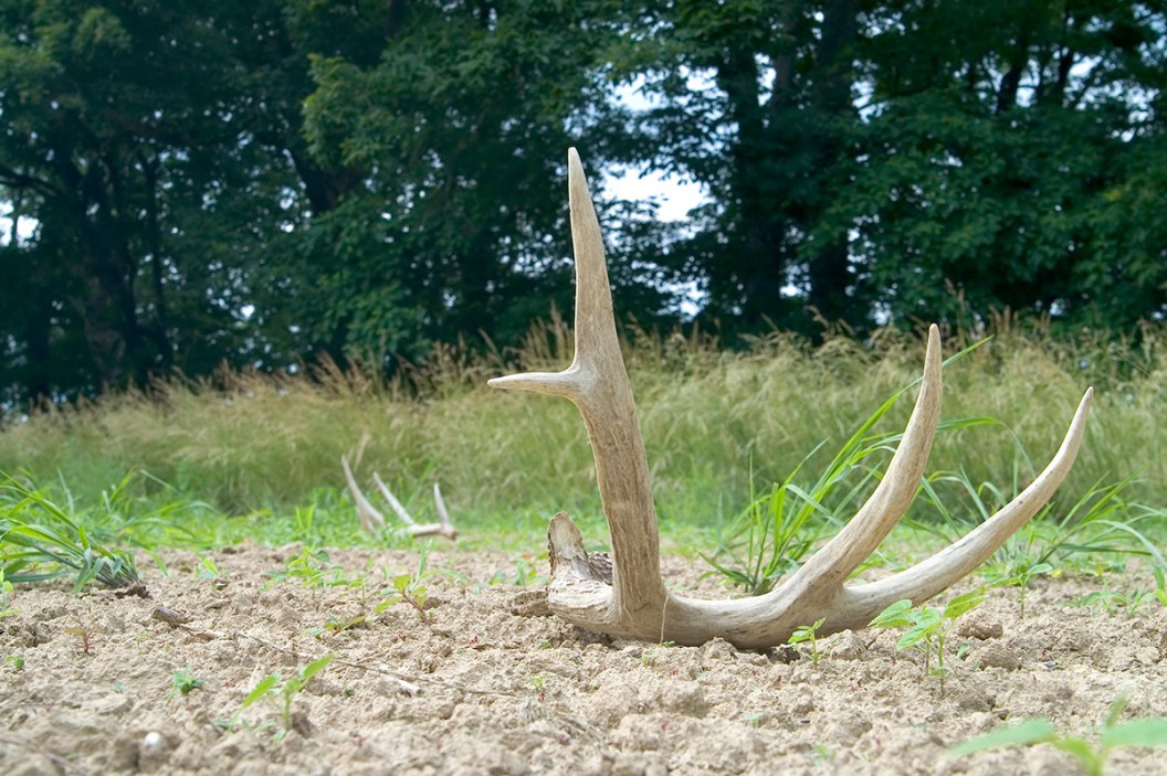Collect Sheds? How to Build Your Own Antler Trap - Wide Open Spaces