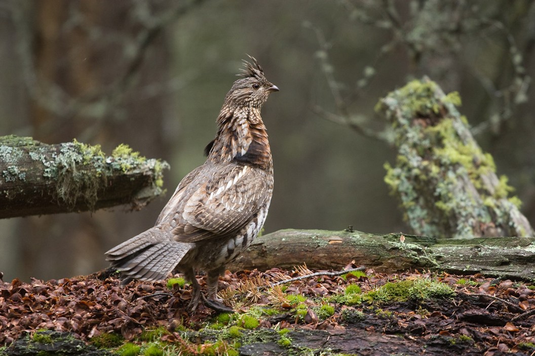 Ruffed Grouse Hunting: 5 Best States to Chase the King