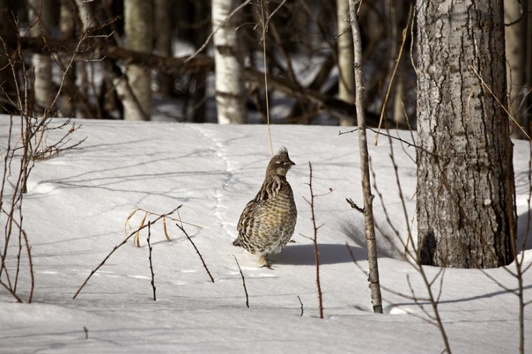 Ruffed Grouse Hunting: 5 Best States to Chase the King