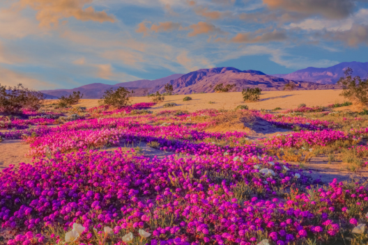 Where to See California's Magnificent Super Blooms This Spring