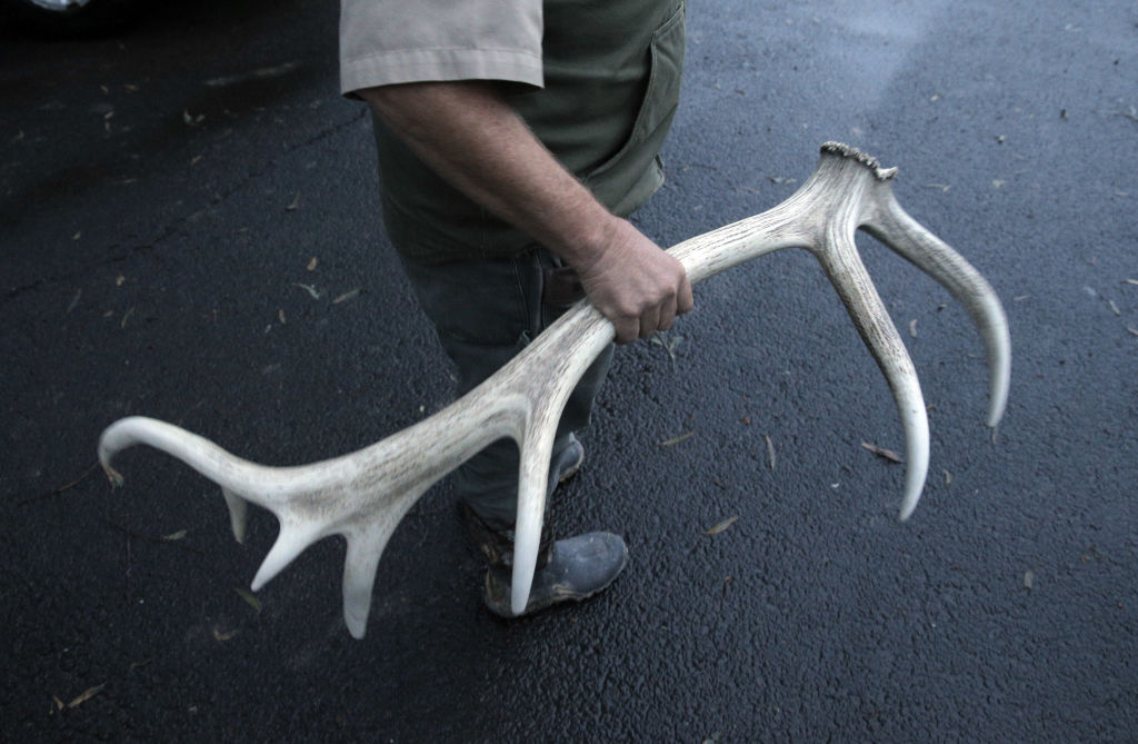 Wyoming's Famous Boy Scout Elk Antler Auction Moves Online for 2020 ...
