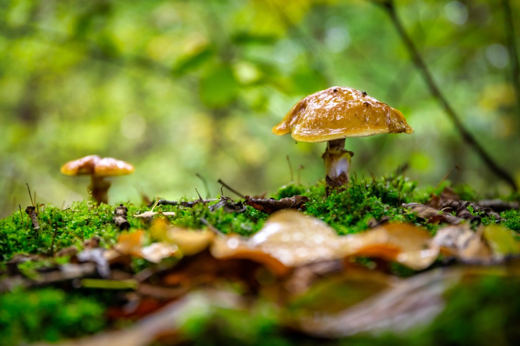 10 Types of Edible Mushrooms and Where to Find Them