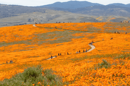 Where to See California's Magnificent Super Blooms This Spring