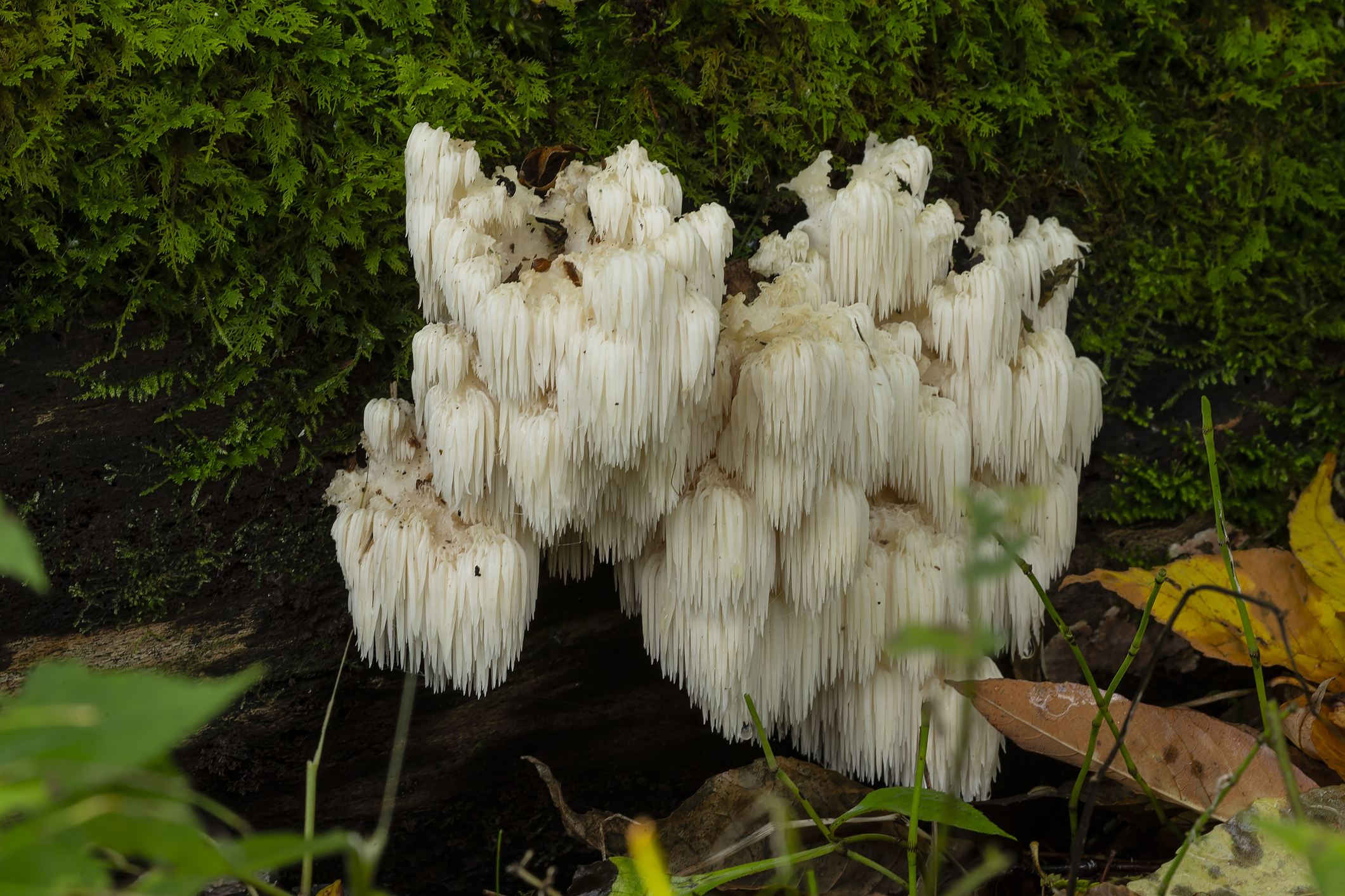 10 Types of Edible Mushrooms and Where to Find Them