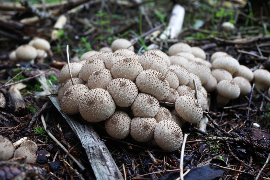 10 Types of Edible Mushrooms and Where to Find Them