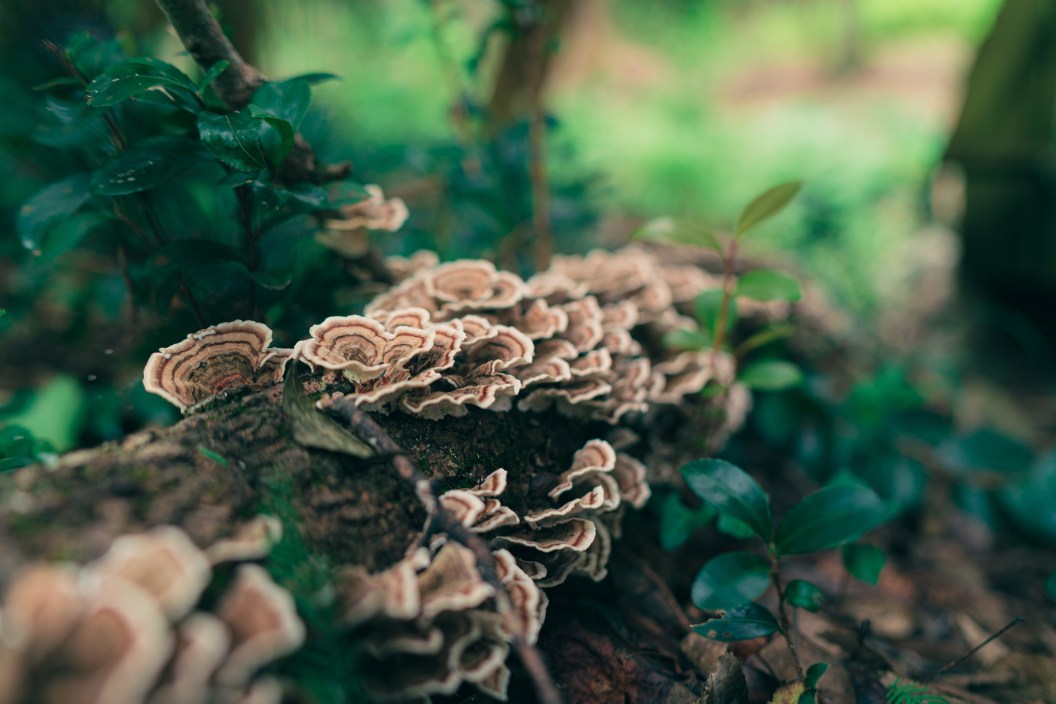 10 Types of Edible Mushrooms and Where to Find Them