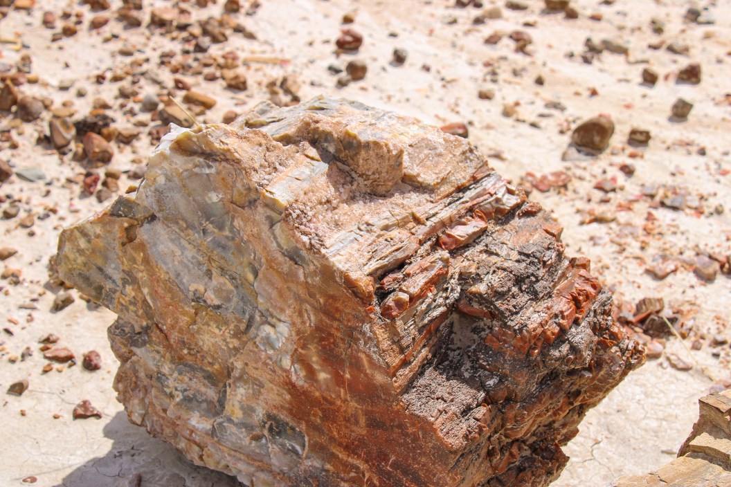 The Ultimate Guide to Visiting the Petrified Forest National Park