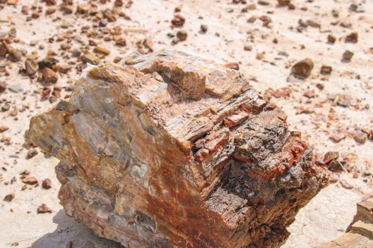 The Ultimate Guide to Visiting the Petrified Forest National Park