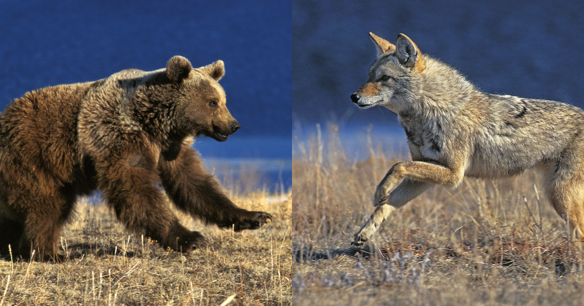 Watch a Wolf and Grizzly Bear Playing Together in Yellowstone