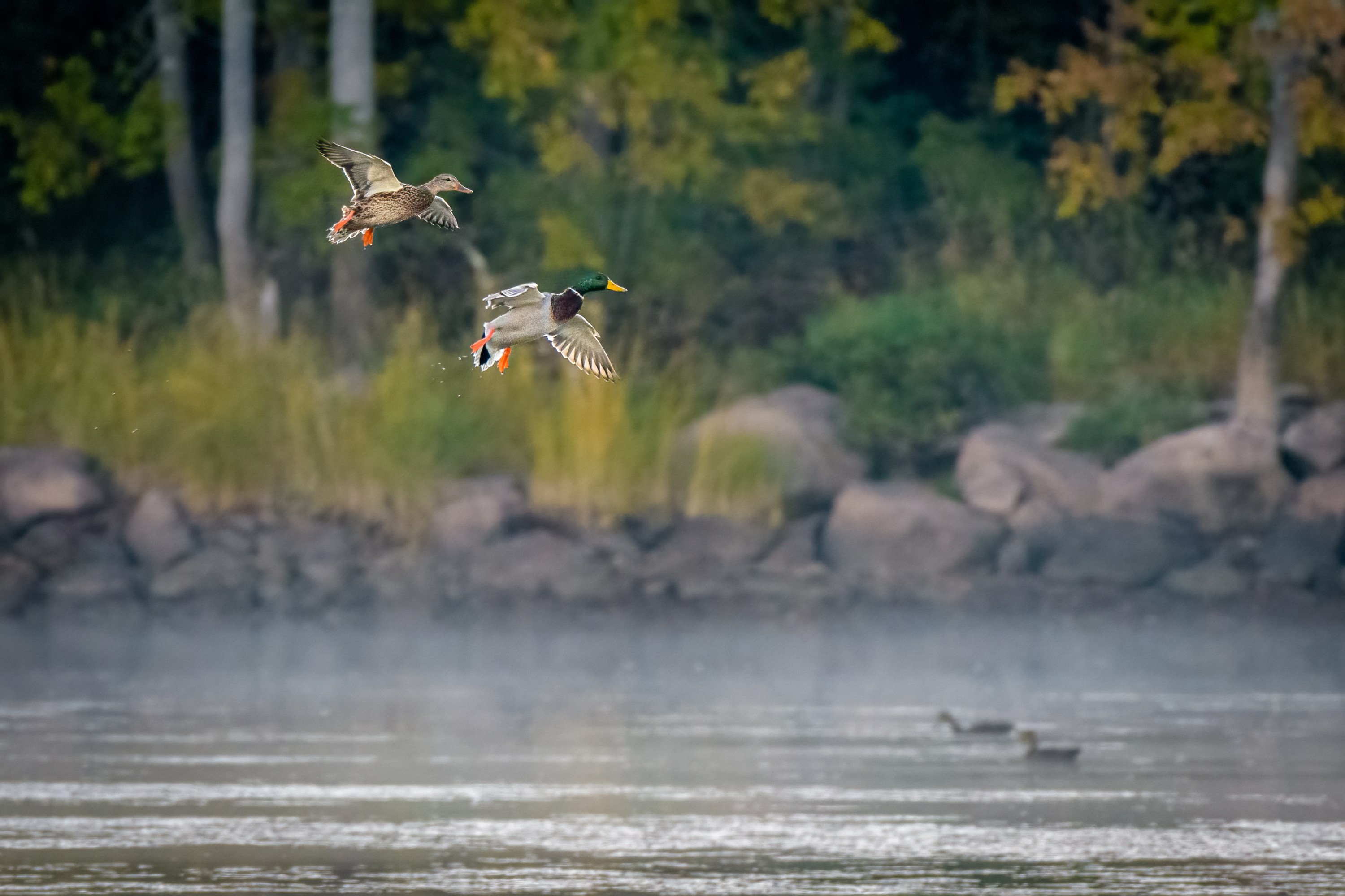 Attract Ducks to Ponds With These 4 Tips