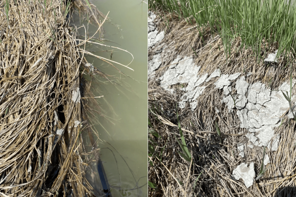 6 Dogs Died After Eating Toxic Muddy Grass While Camping