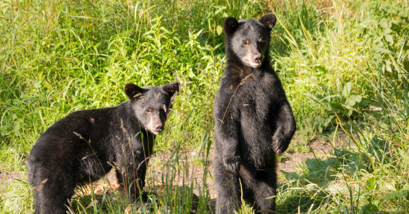 The Worst Poaching Cases of 2023