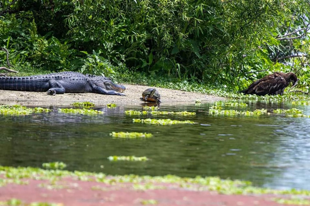 Watch This Lucky Bald Eagle Narrowly Escape an Alligator's Jaws - Wide ...
