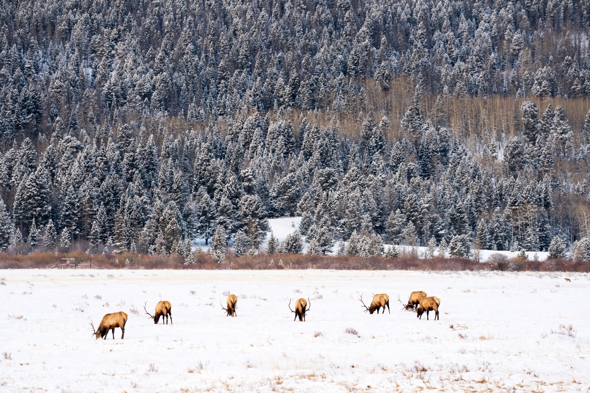 Shed Hunting 101: Dos and Don'ts for Collecting Antler Shed