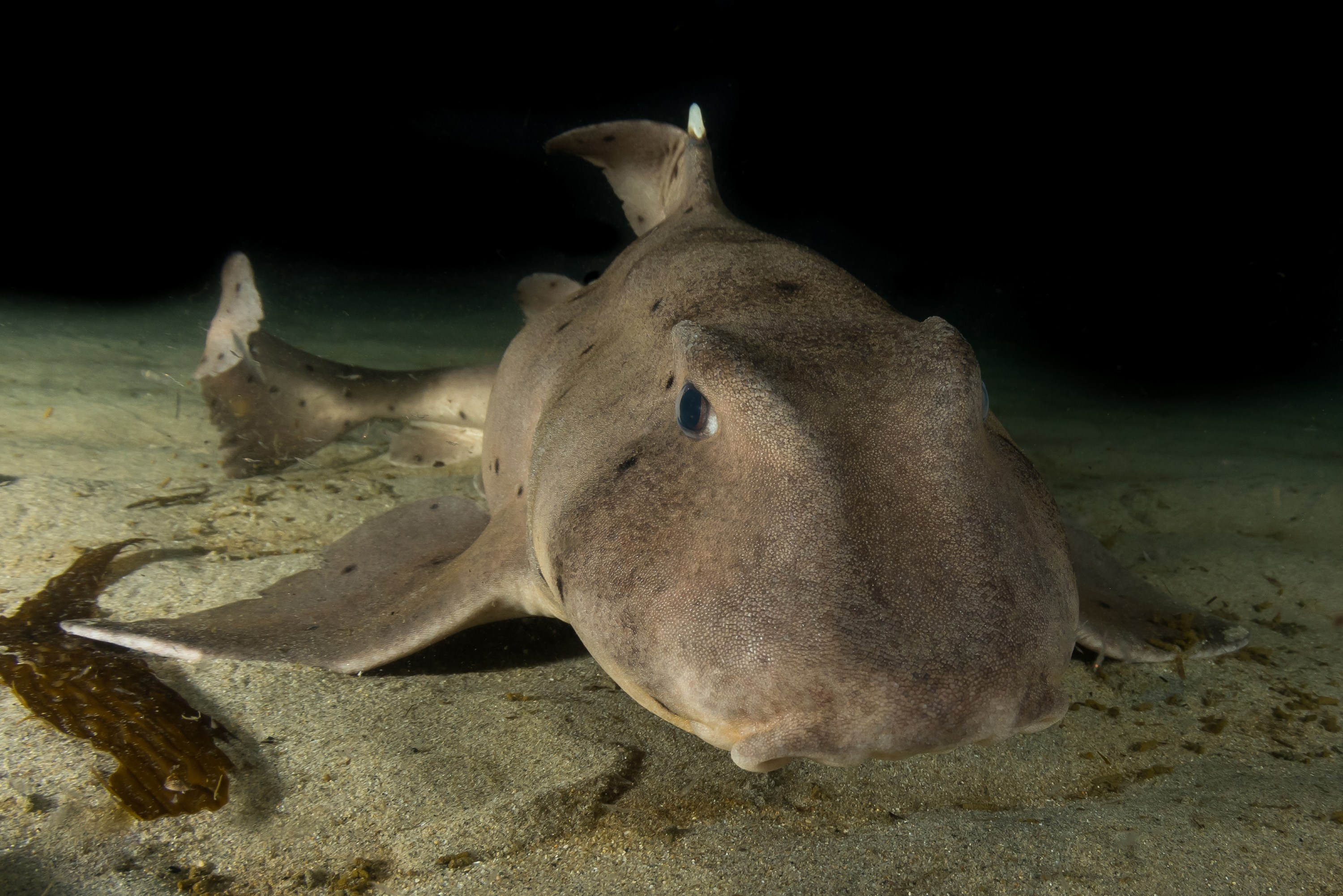 Horn Shark's Corkscrew Eggs Look Otherworldly