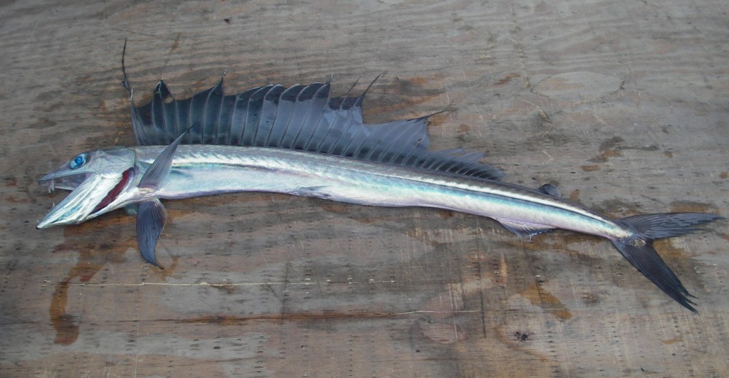 Deep-Sea Fish Are Washing Up in Oregon, Perplexing Scientists