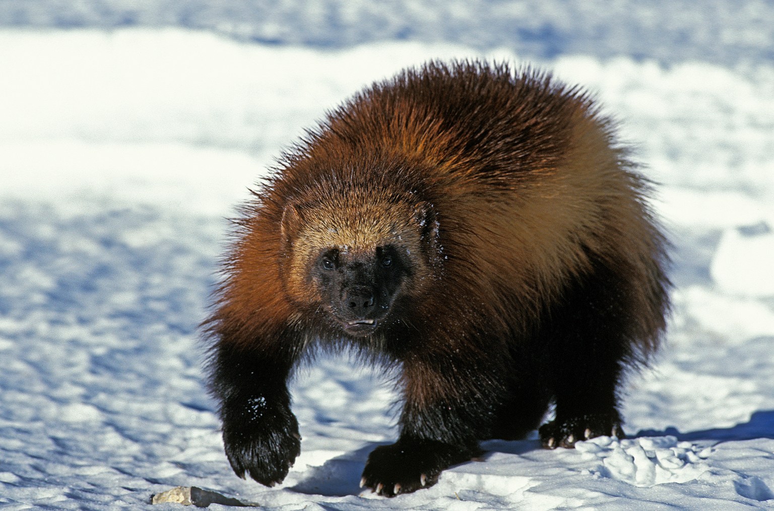 Rare Wolverine Captured on Camera in West-Central Idaho
