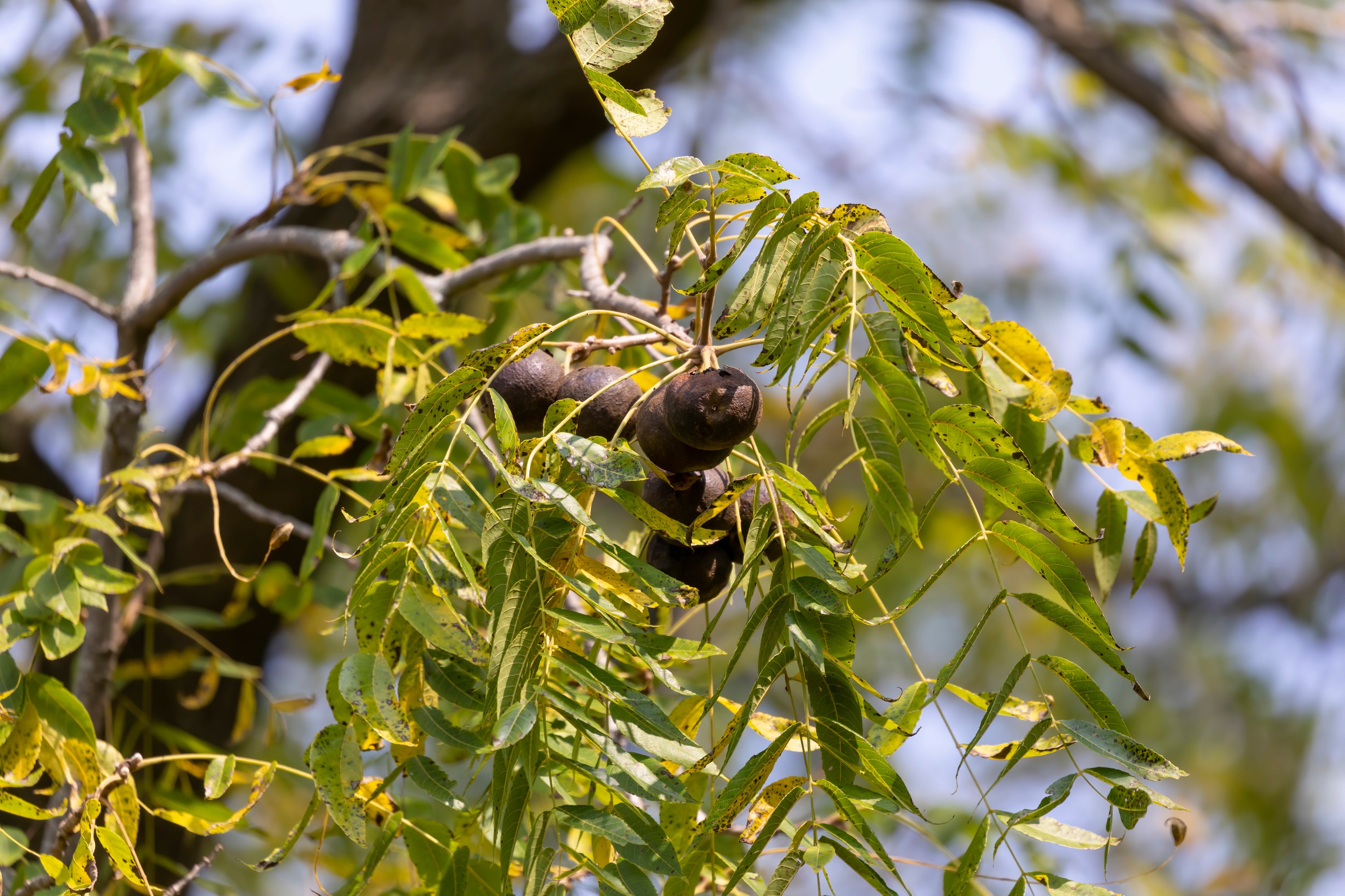 Foraging for Cocktails: Edible Plants to Add to Cocktail Recipes