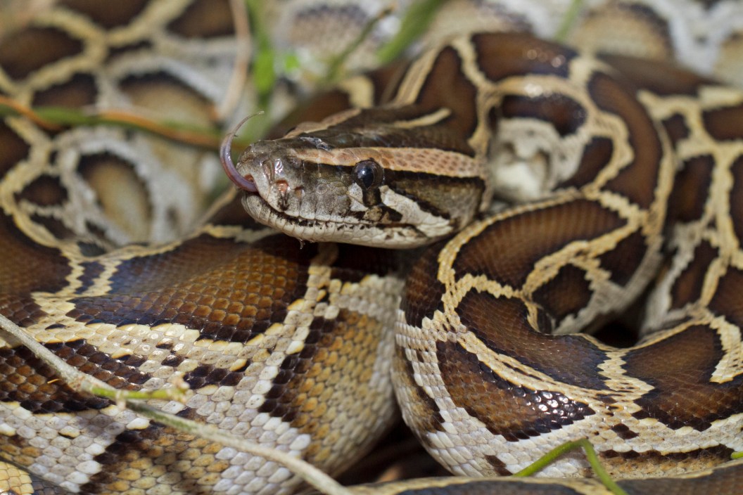 Rats Are Flourishing in Florida, Thanks to the Invasive Pythons