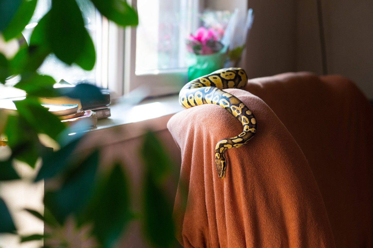 Largest Garter Snake Den on Earth Attracts Tens of Thousands of ...