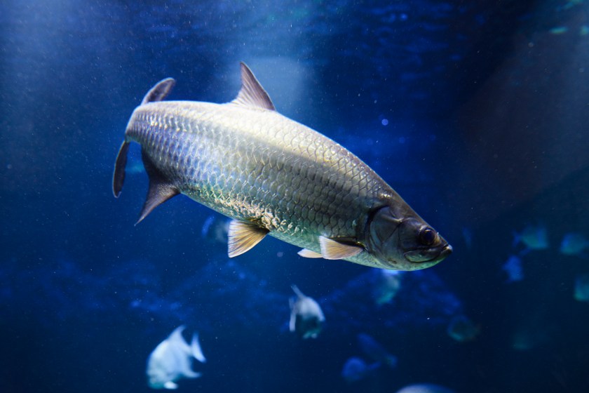 Tarpon Tournament Reality Show Struck Down to Save the Fish