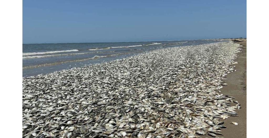 10,000+ Fish Have Washed Up Dead in Texas & the UK. Why?