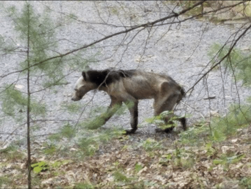Werewolf Looking Mangey Black Bear Spotted In Missouri