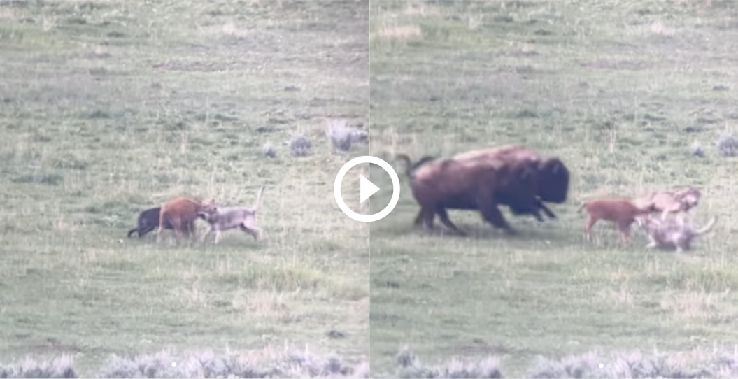 Yellowstone Bison Rescue Calf Caught by Wolves