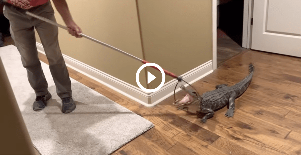 Couple Moves to Louisiana, Gets Burglarized By an Alligator