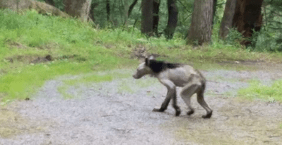 Werewolf-Looking Mangey Black Bear Spotted in Missouri