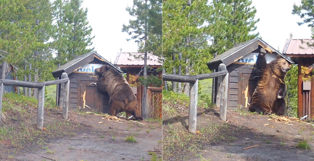 Watch This Ginormous Grizzly Bear Use a Shed as an Itching Post