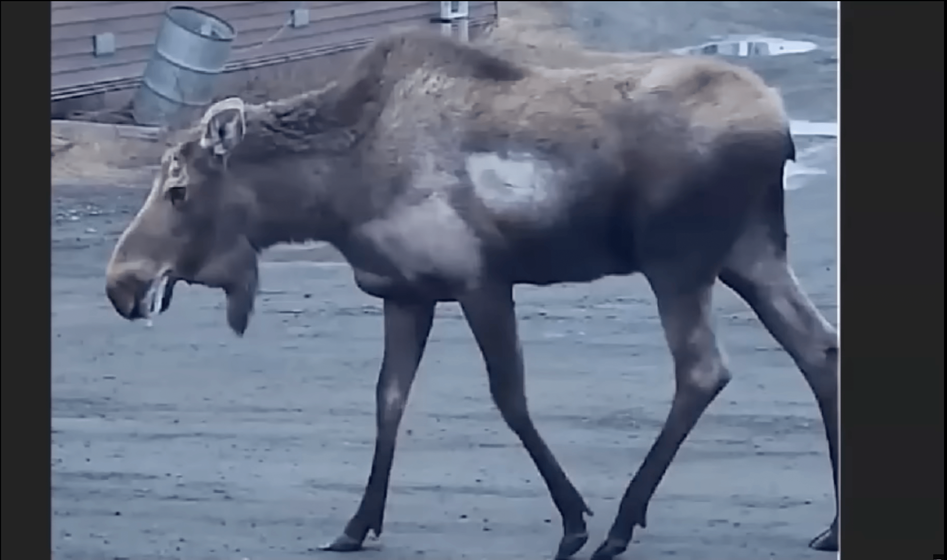 Alaska Confirms First Case of Rabies in Moose. Can It Spread?