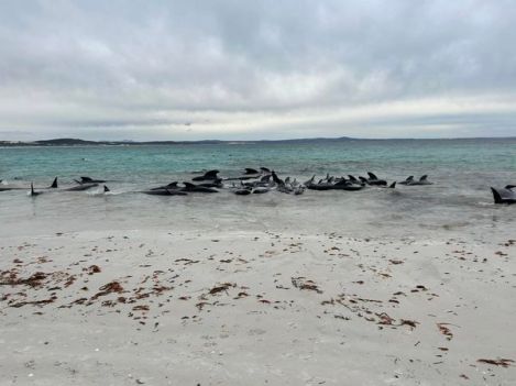 96 Whales Die After Becoming Stranded on Beach in Australia