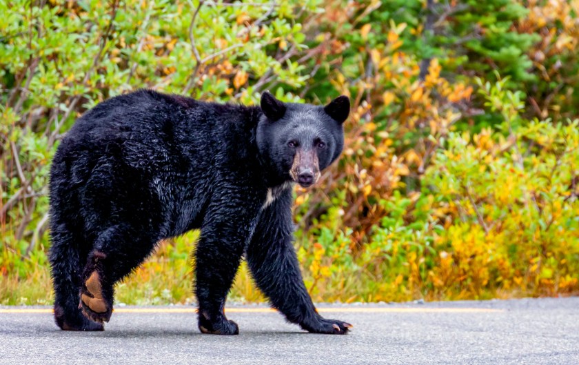 What To Do If You See a Bear, from a Park Ranger and Backpacker