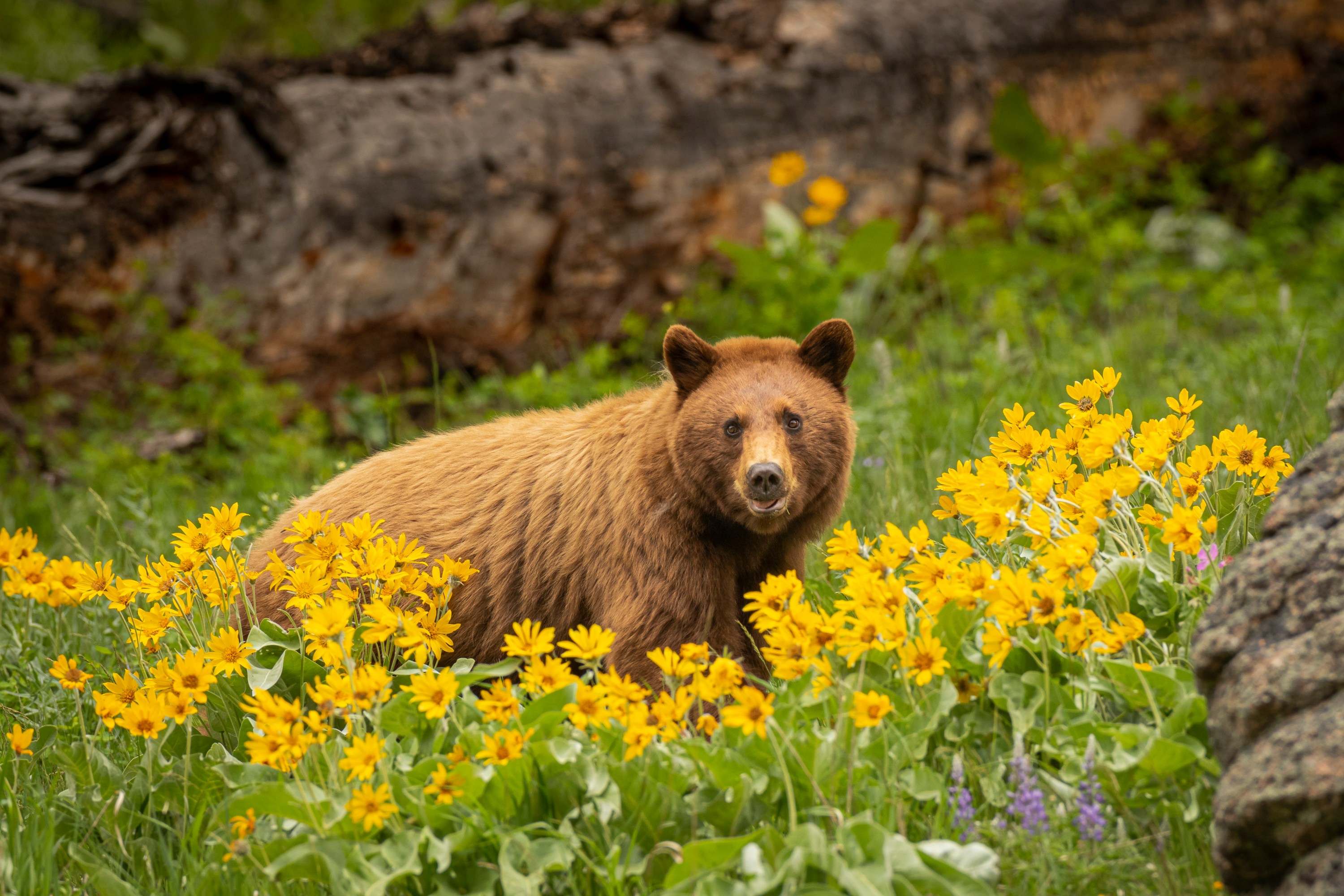 Bear Scat: How to Identify Poop From the Most Common Species