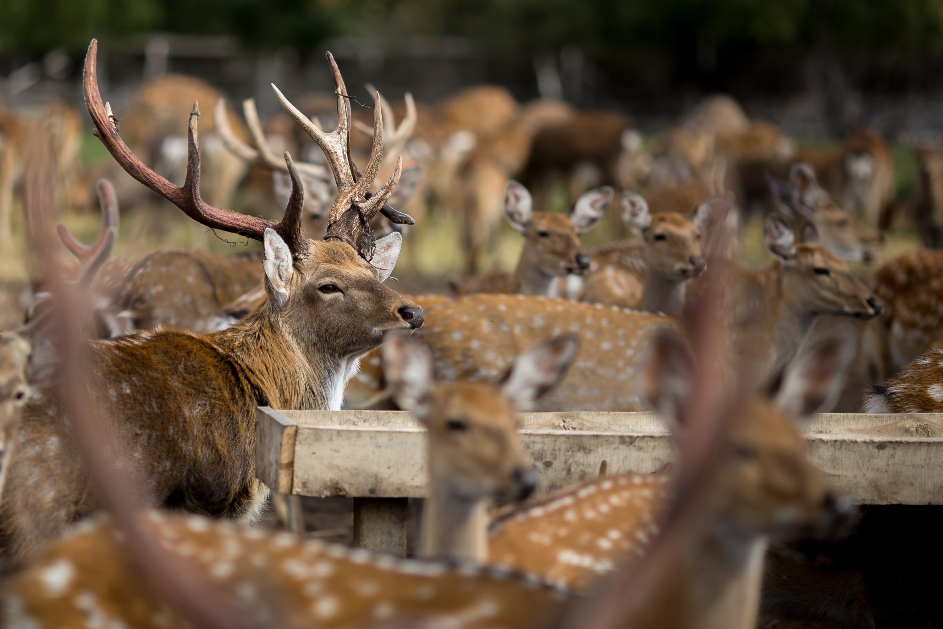 Texas Sets New Rules to Combat CWD in Deer Breeding Facilities