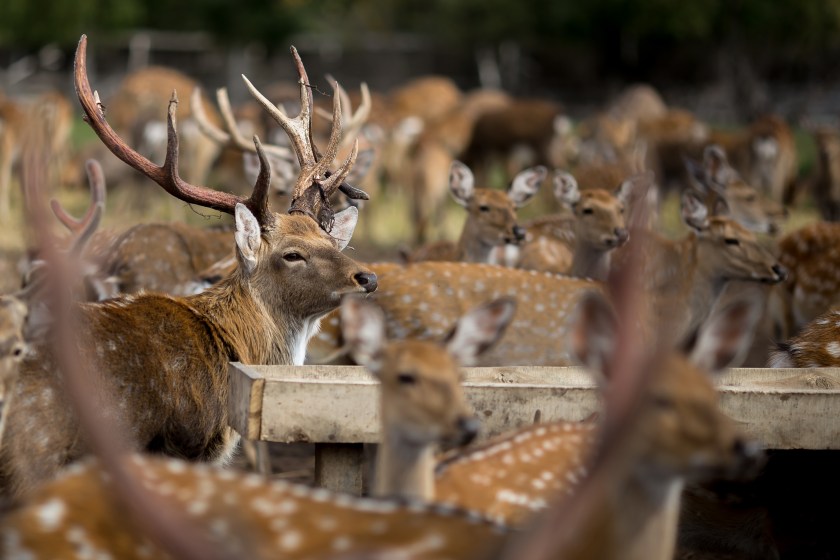 Texas Sets New Rules to Combat CWD in Deer Breeding Facilities