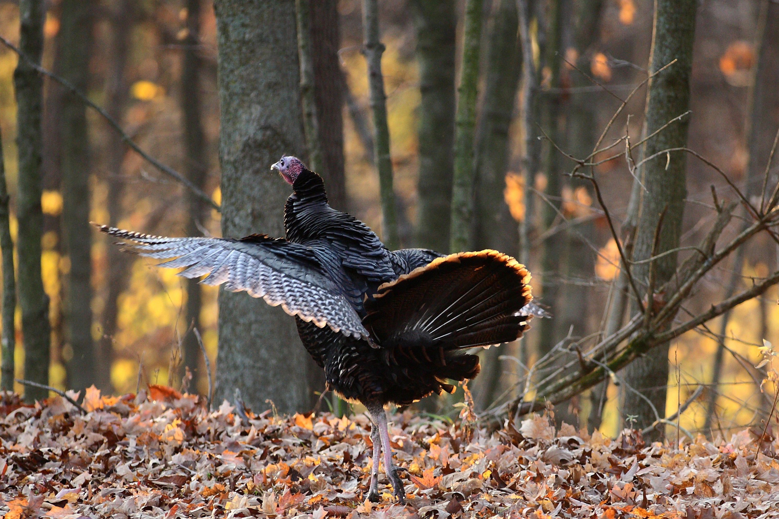 The Worst Poaching Cases of 2023