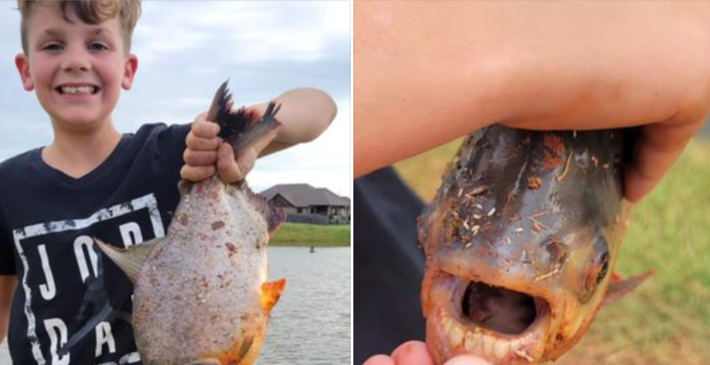 Pet Goldfish Released in Australia, Turn Into Monsters - Wide Open Spaces