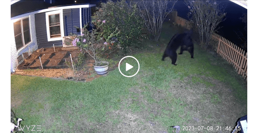 Watch: Two Black Bears Battle in Florida Backyard - Wide Open Spaces