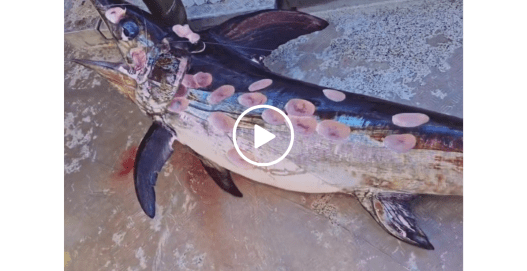 Reef Shark Bites Spearfisherman in Grueling Footage (Warning: Graphic ...