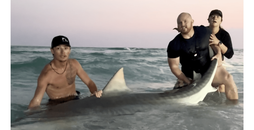 Couple Hooks 800-Pound Tiger Shark on Honeymoon in Florida