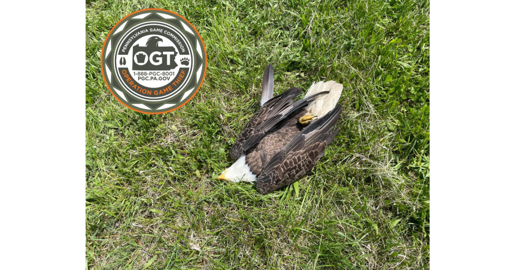 Father of NFL's Rodney Thomas Arrested for Killing a Bald Eagle