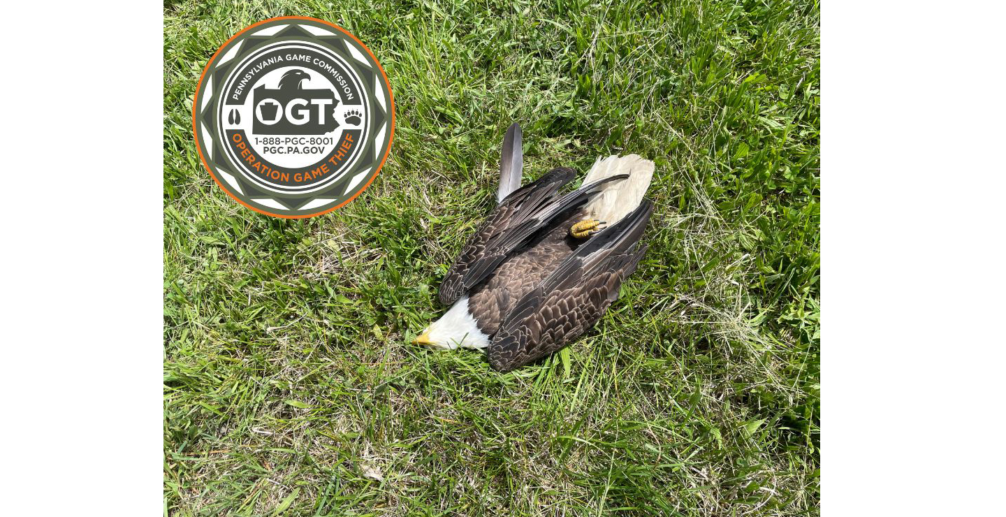 Father of NFL's Rodney Thomas Arrested for Killing a Bald Eagle