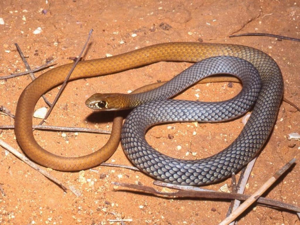 New Venomous Snake Identified in Australia, New Research Says