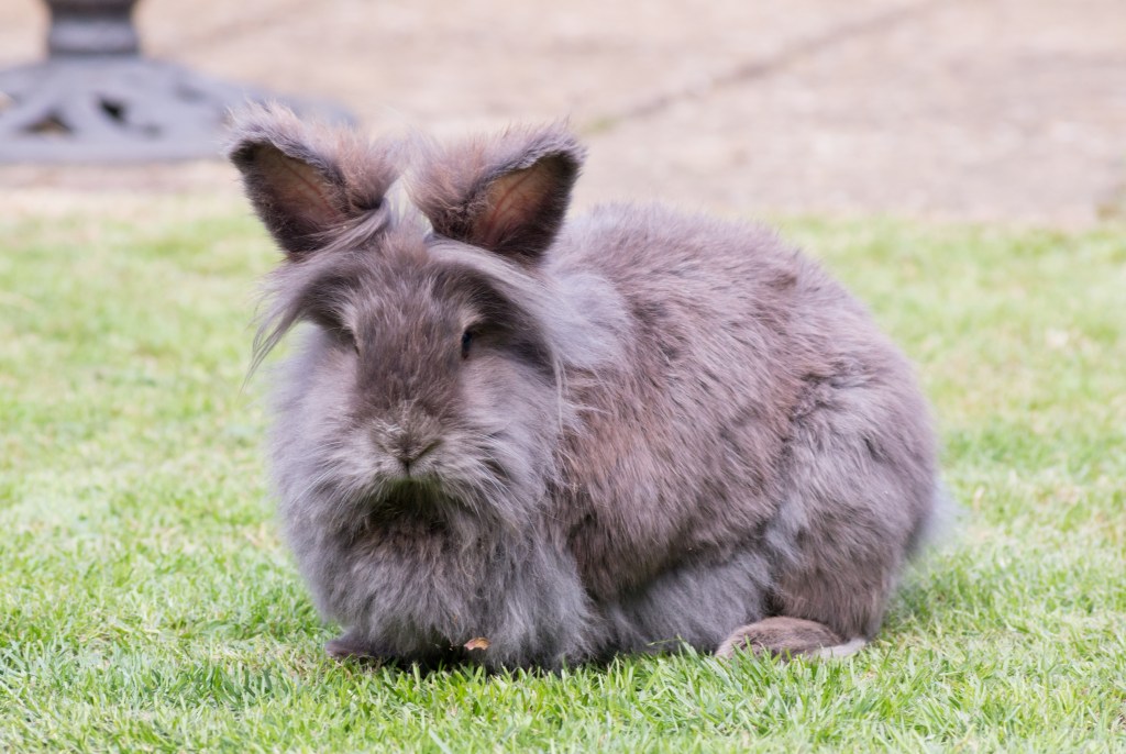 Dozens of Feral Rabbits Are Invading This Florida Neighborhood